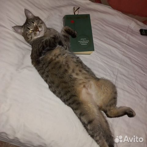 Лучший котик в добрые руки
