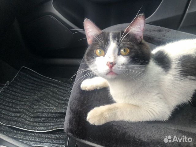 Жорик ищет дом