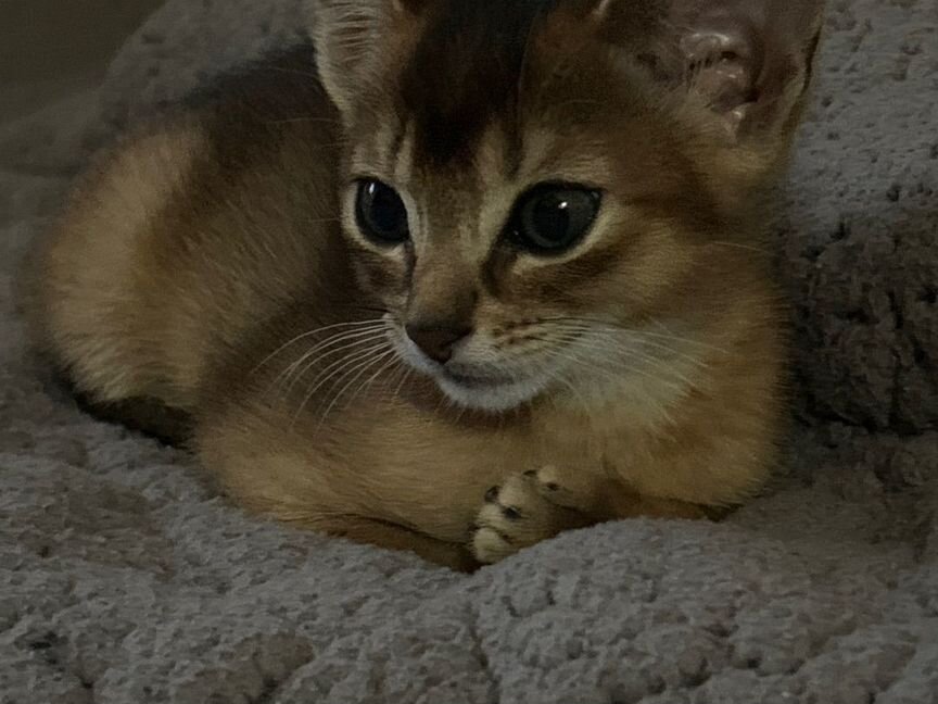 Абиссинская