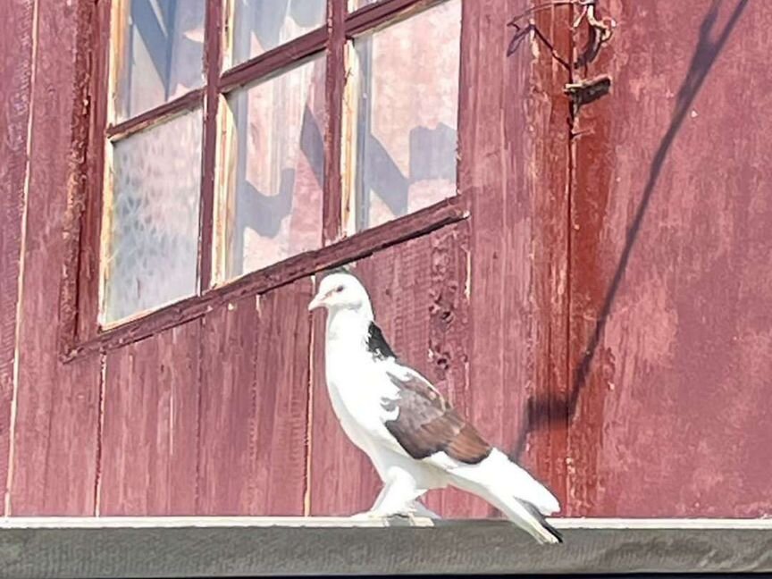 Бакинские голуби и другие