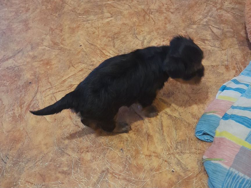 Иоркшиский терьер