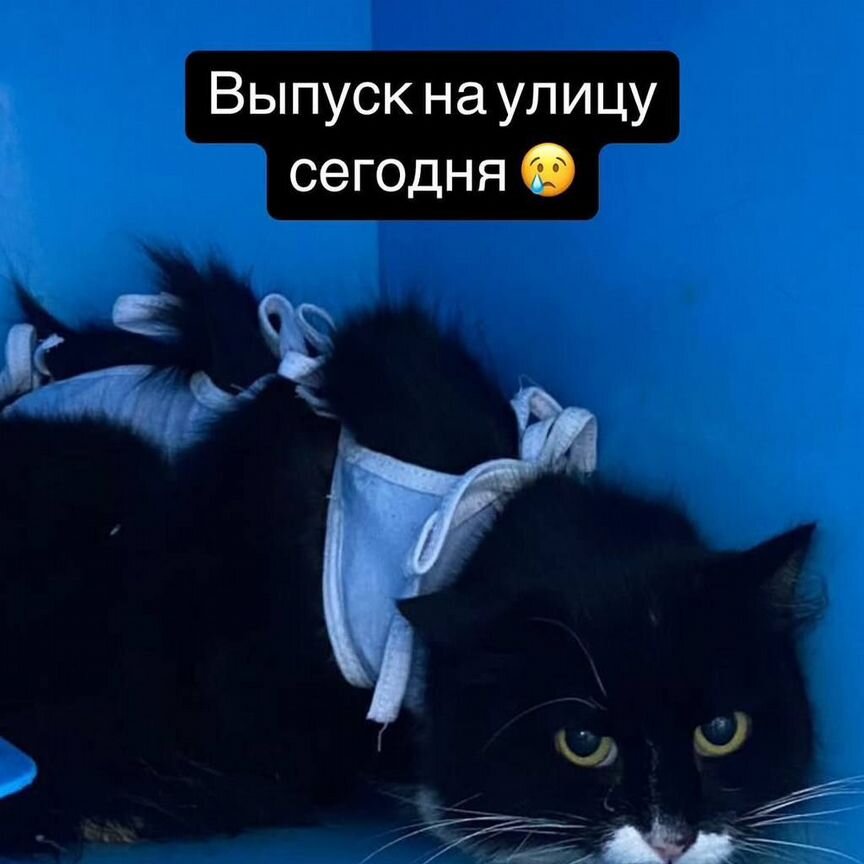 Выпуск на улицу сегодня.Экстренный поиск дома