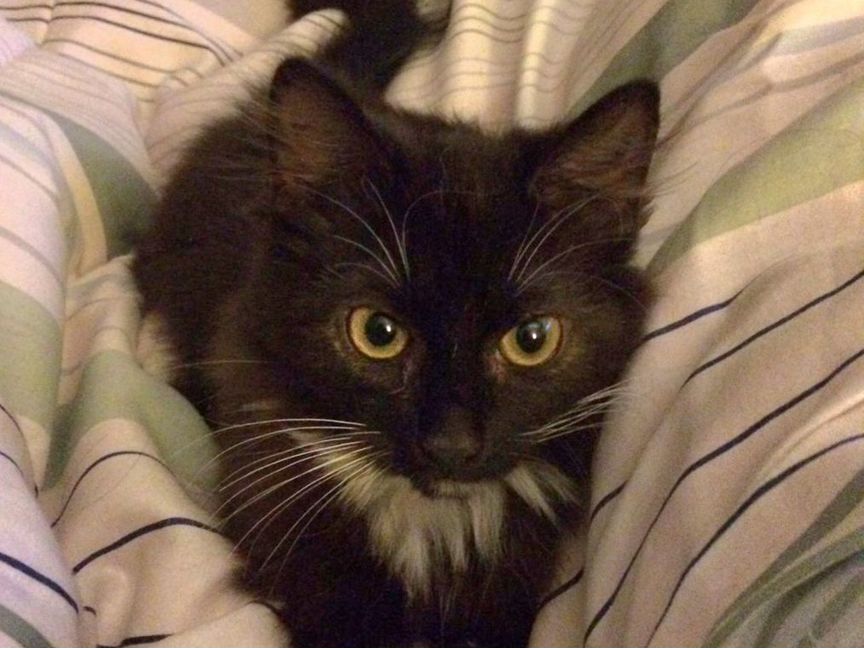 Красивый котенок