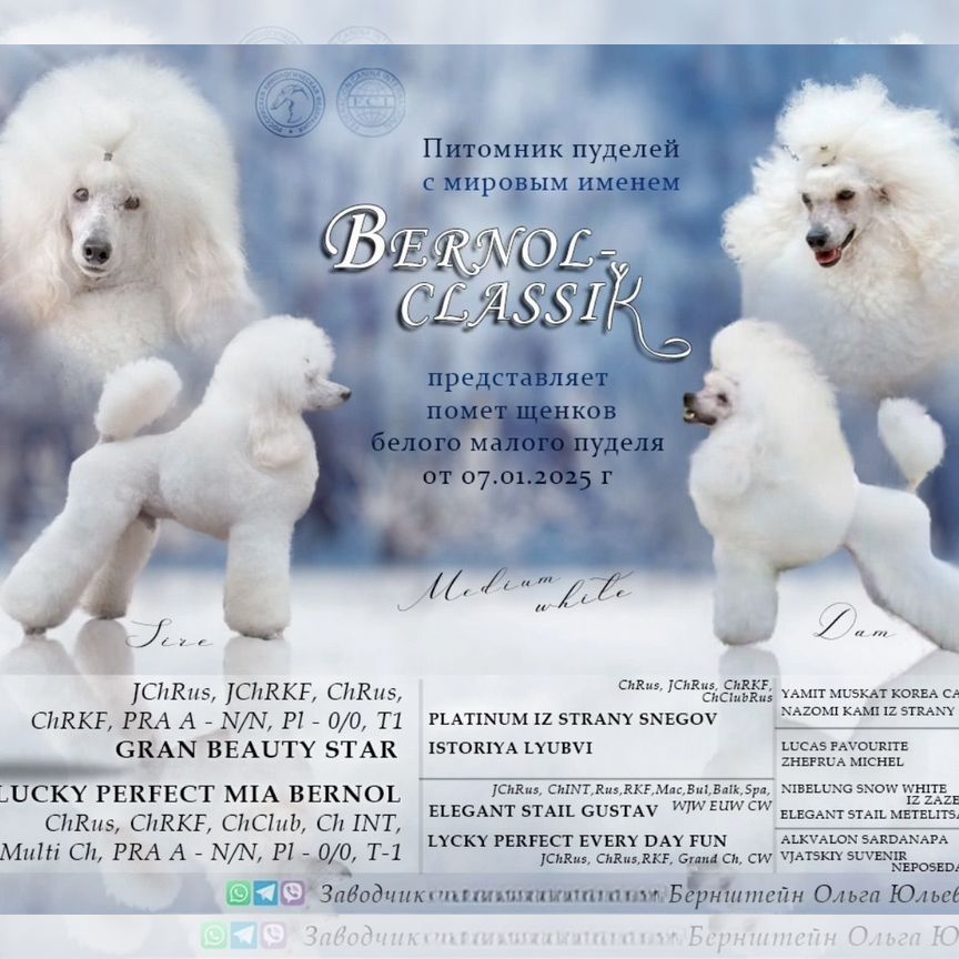 Щенки белого пуделя РКФ