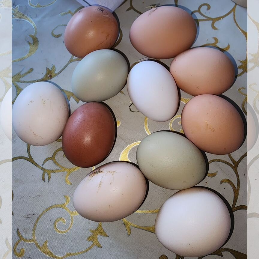 Домашние куриные яйца