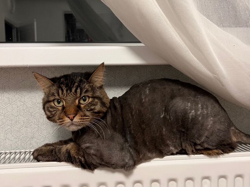 Кот в добрые руки