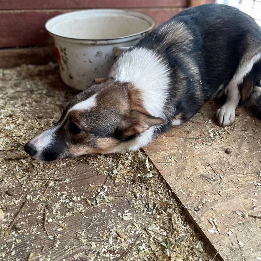 Щенок в добрые руки