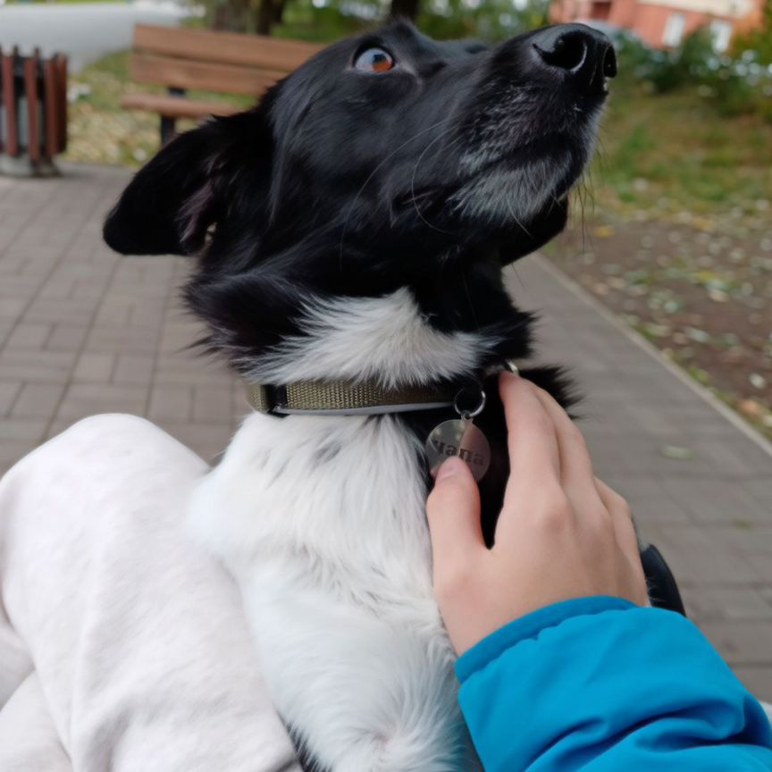 Русский охотничий спаниель, взрослая собака