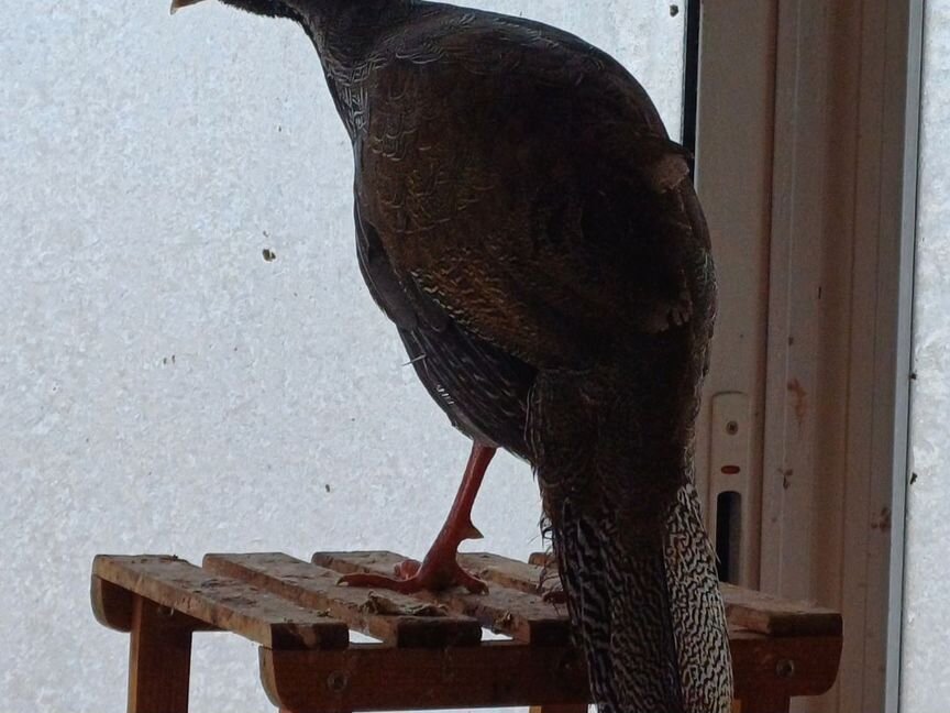 Серебряный фазан самец 1год