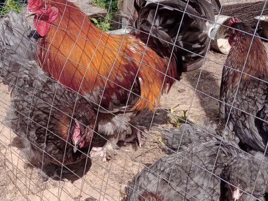 Цыплята Маран суточные