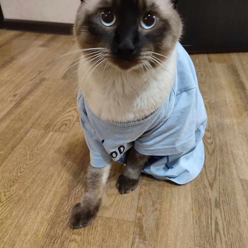 Жених для кошечки