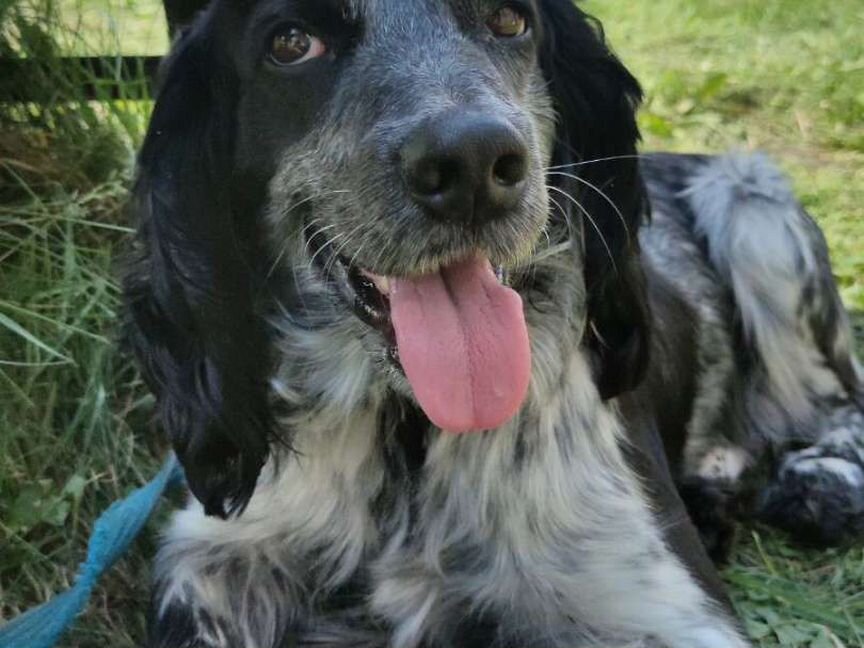 Русский спаниель вязка