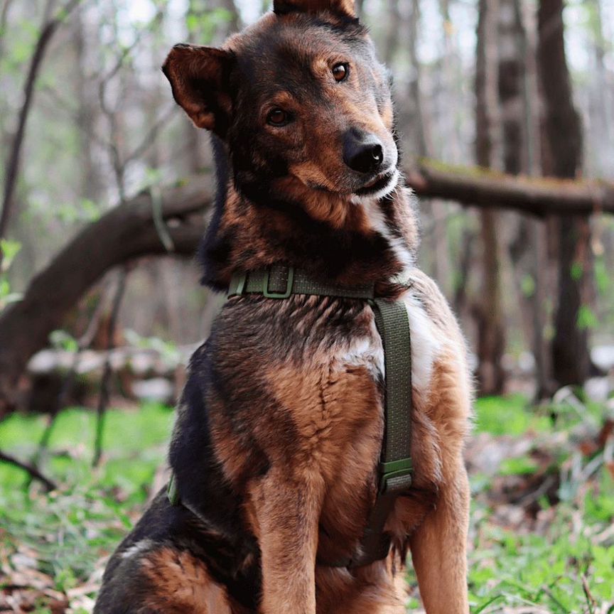 Собака. Мальчик Москва область. В добрые руки