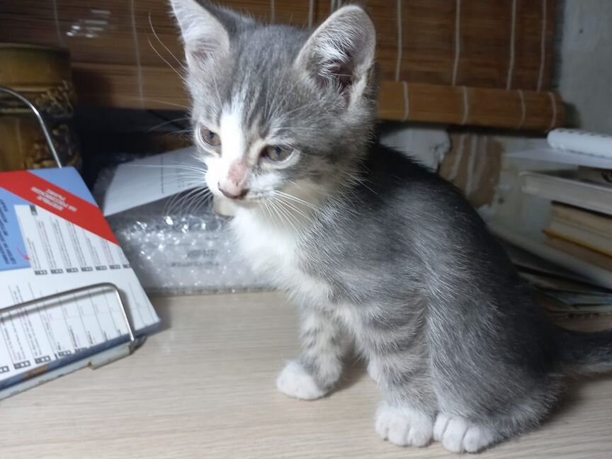 Котик серый в дар