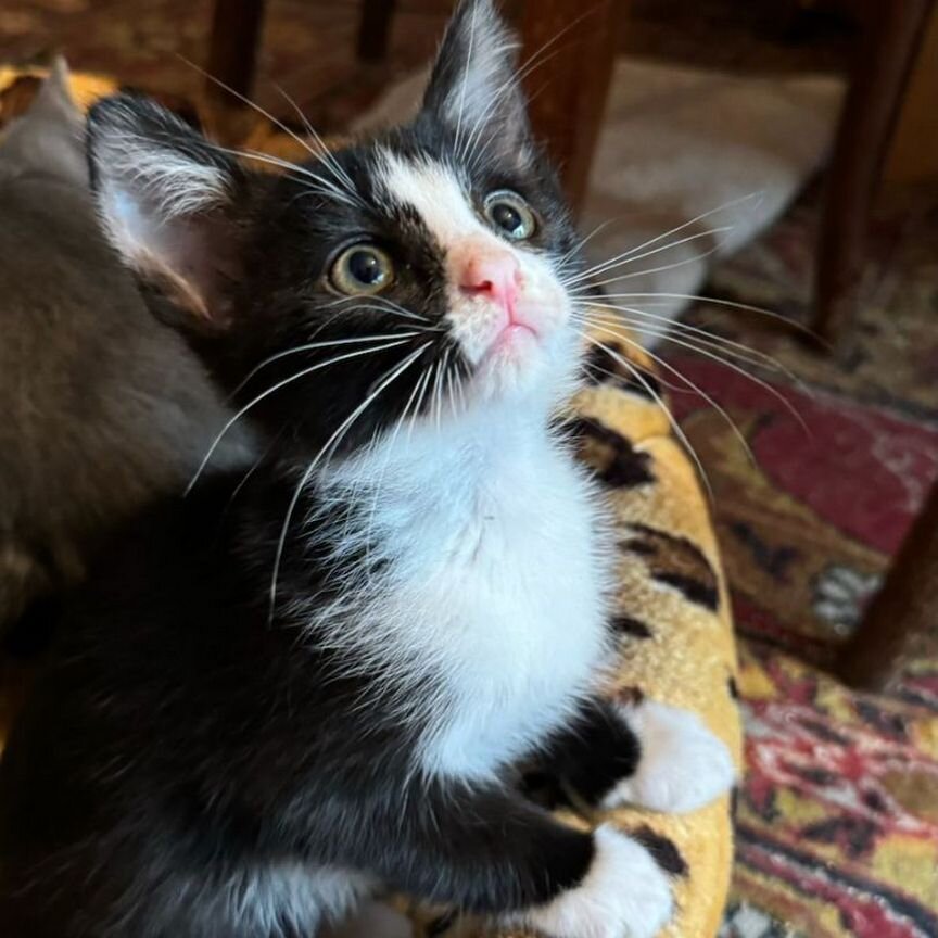 Черно белый котенок,девочка, 3 месяца