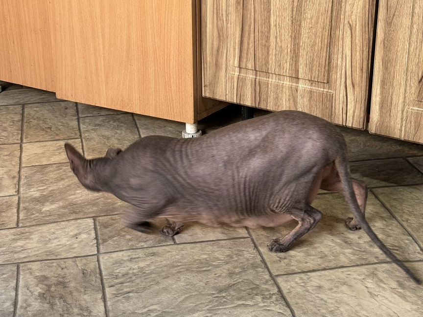 Кошка сфинкс бесплатно