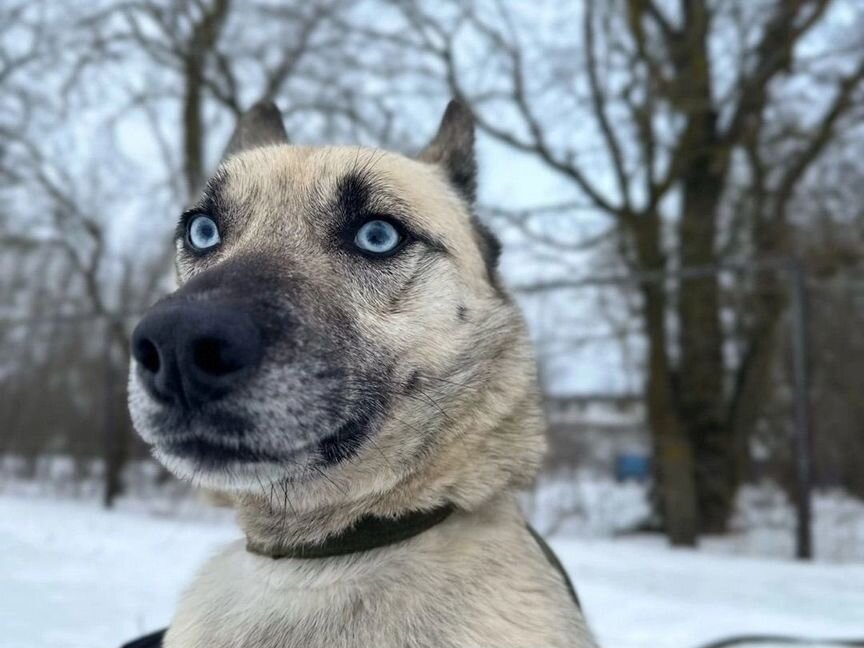 Собака в добрые руки