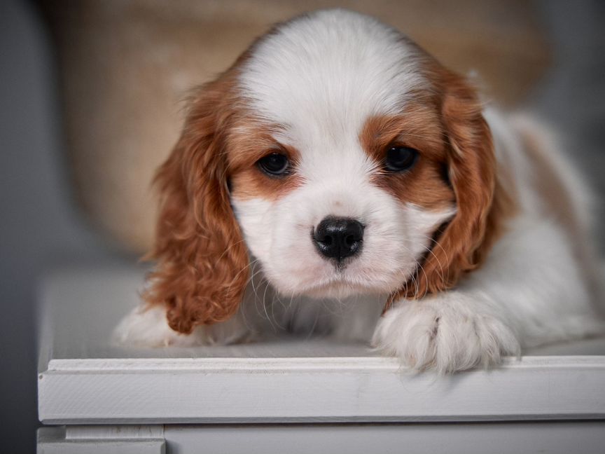 Продам щенка кавалер Кинг чарльз спаниель