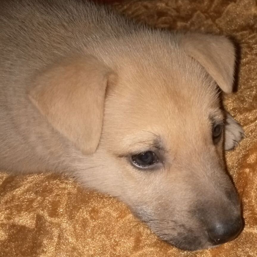 Щенки бесплатно