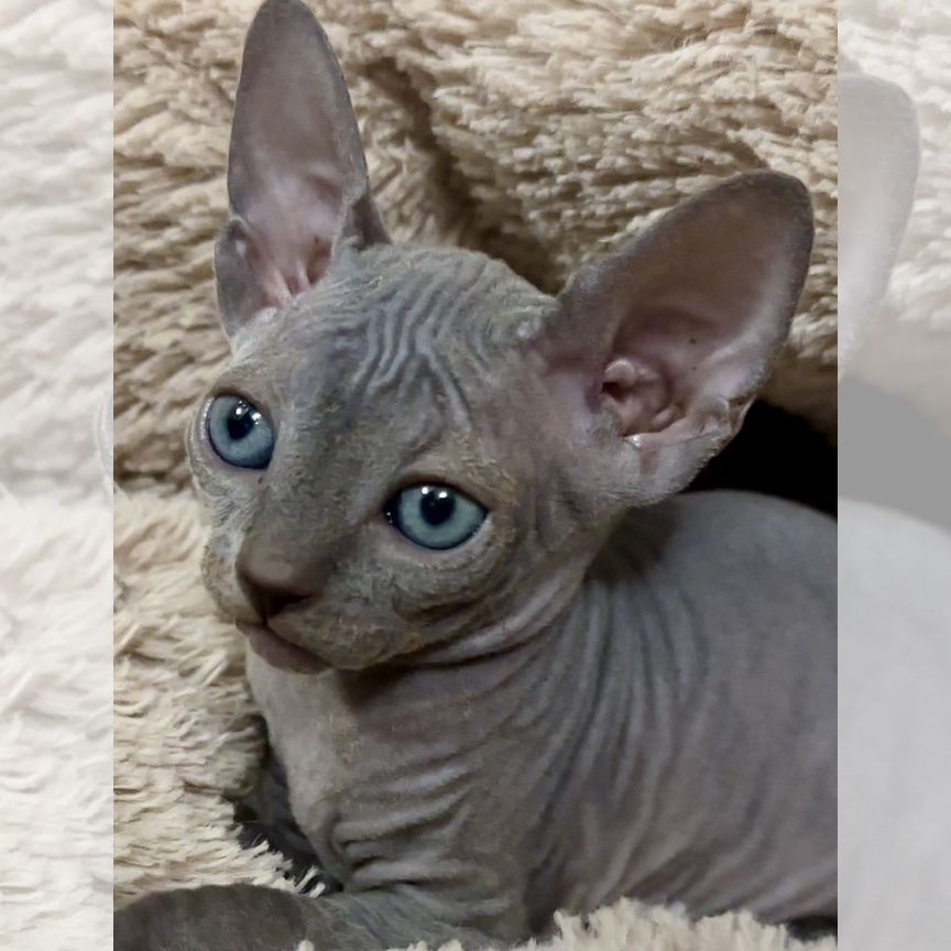 Канадский сфинкс котёнок