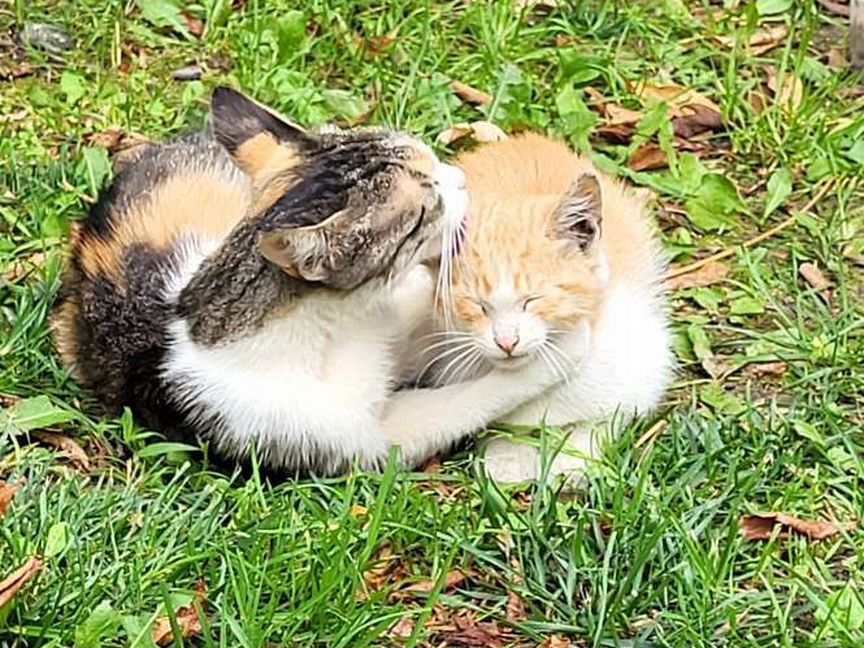 Котята в добрые руки (привезу их Вам бесплатно)