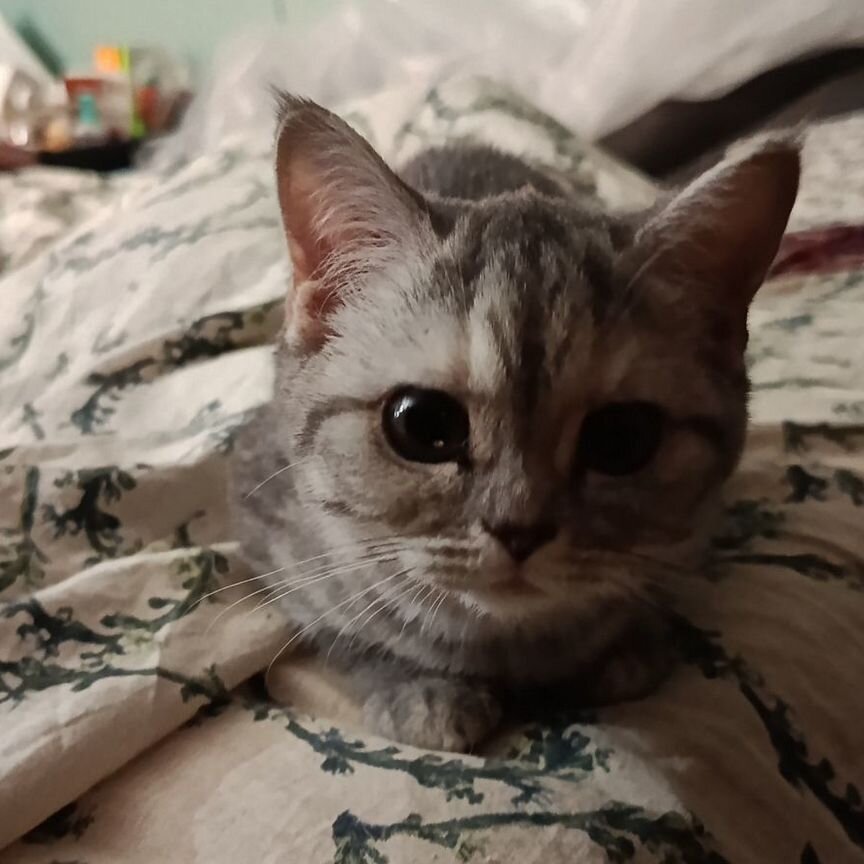 Шотландский прямоухий короткошёрстный котёнок