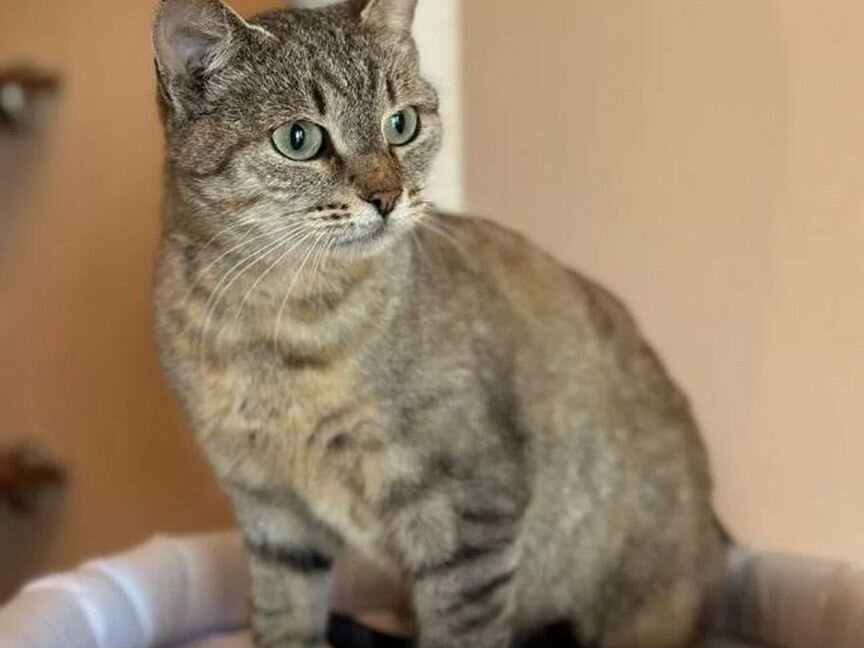 Кошечка Санте