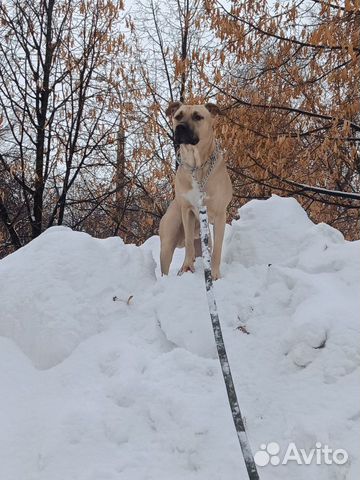 Собака