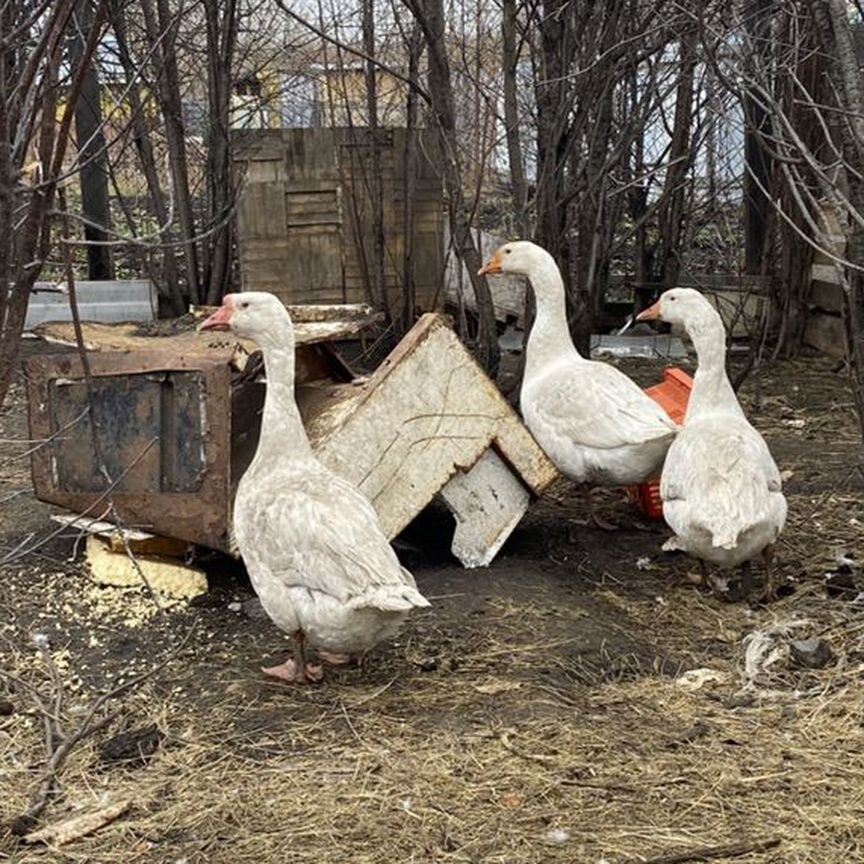 Гусинная семья(линда)