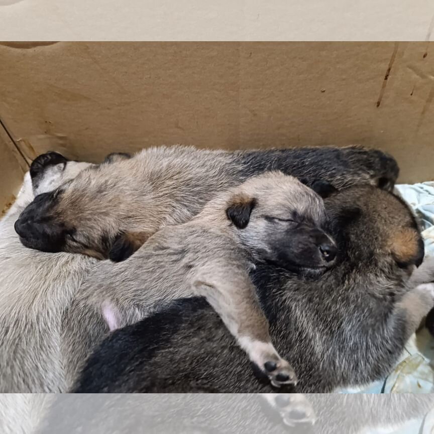 Щенок в добрые руки