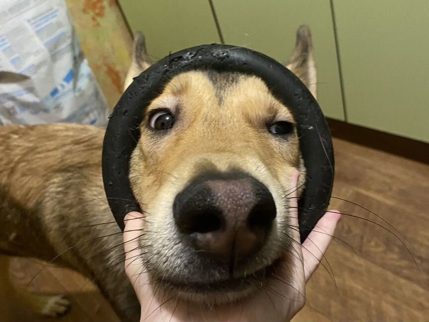 Собака в добрые руки отдам бесплатно