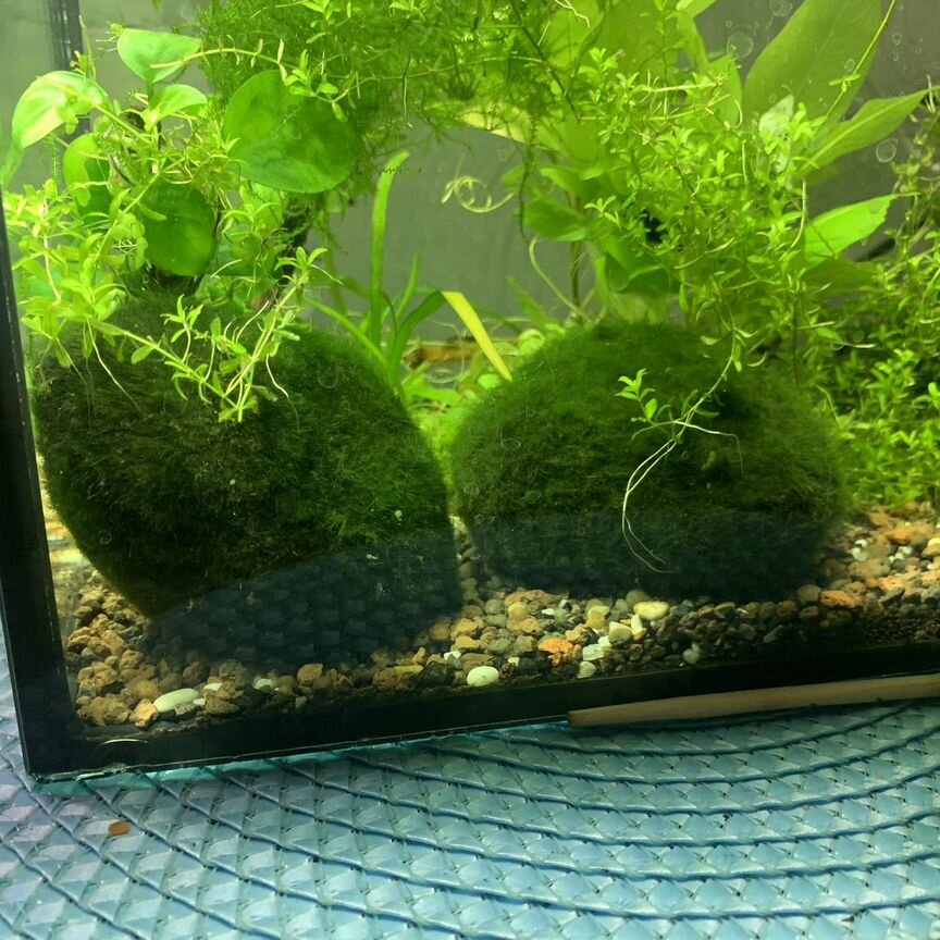 Кладофора шаровидная