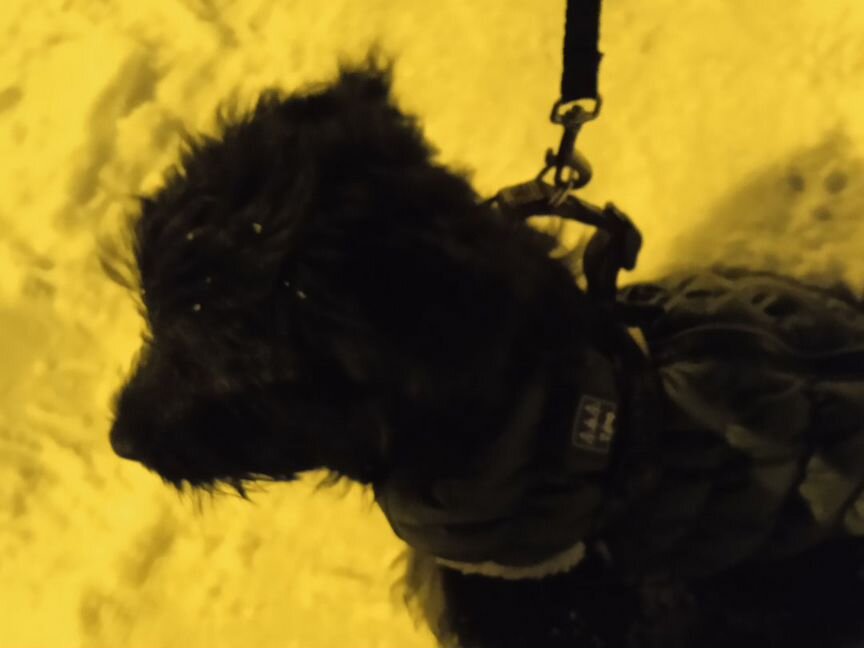 Щенок мальтипу