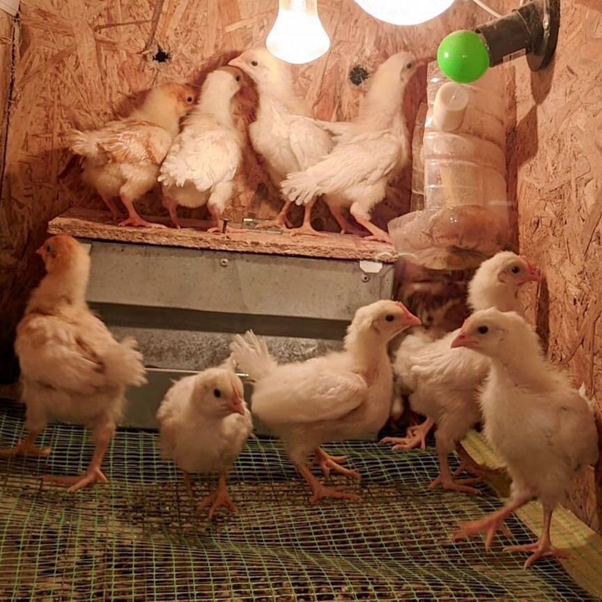 Продам петушков (цыплят от кур-несушек)