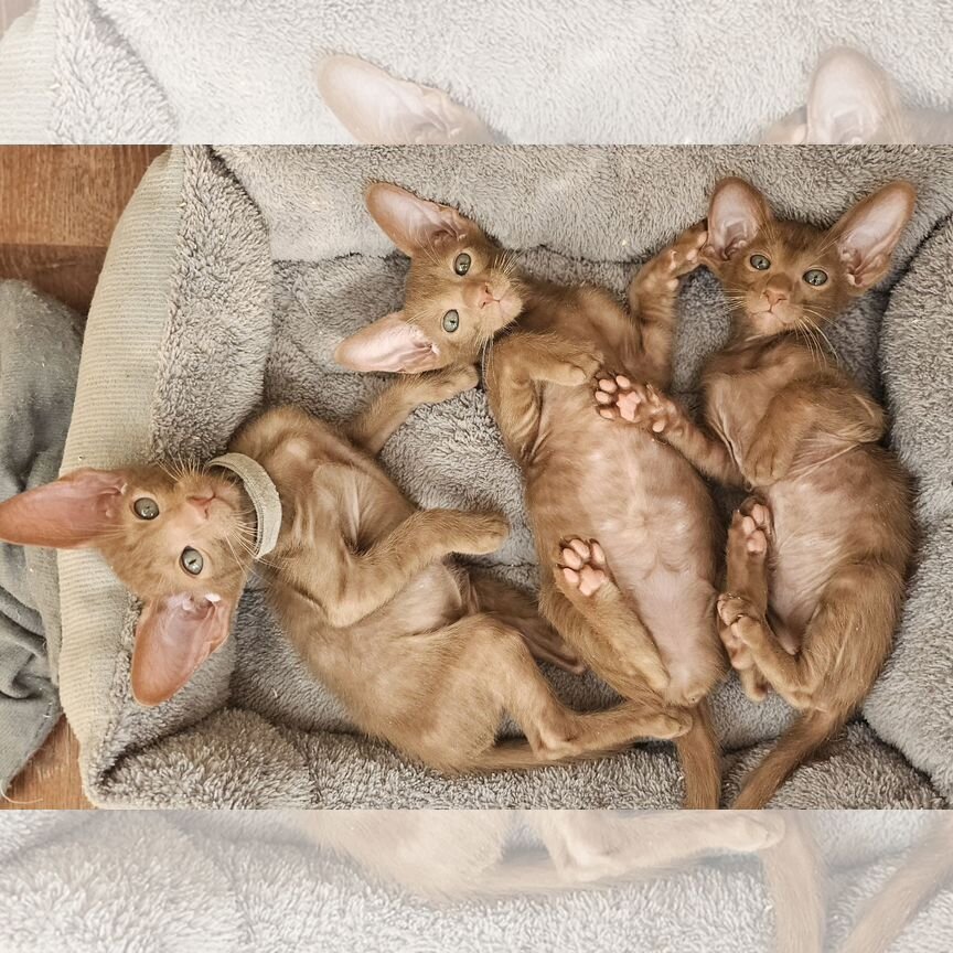 Ориентальный котёнок