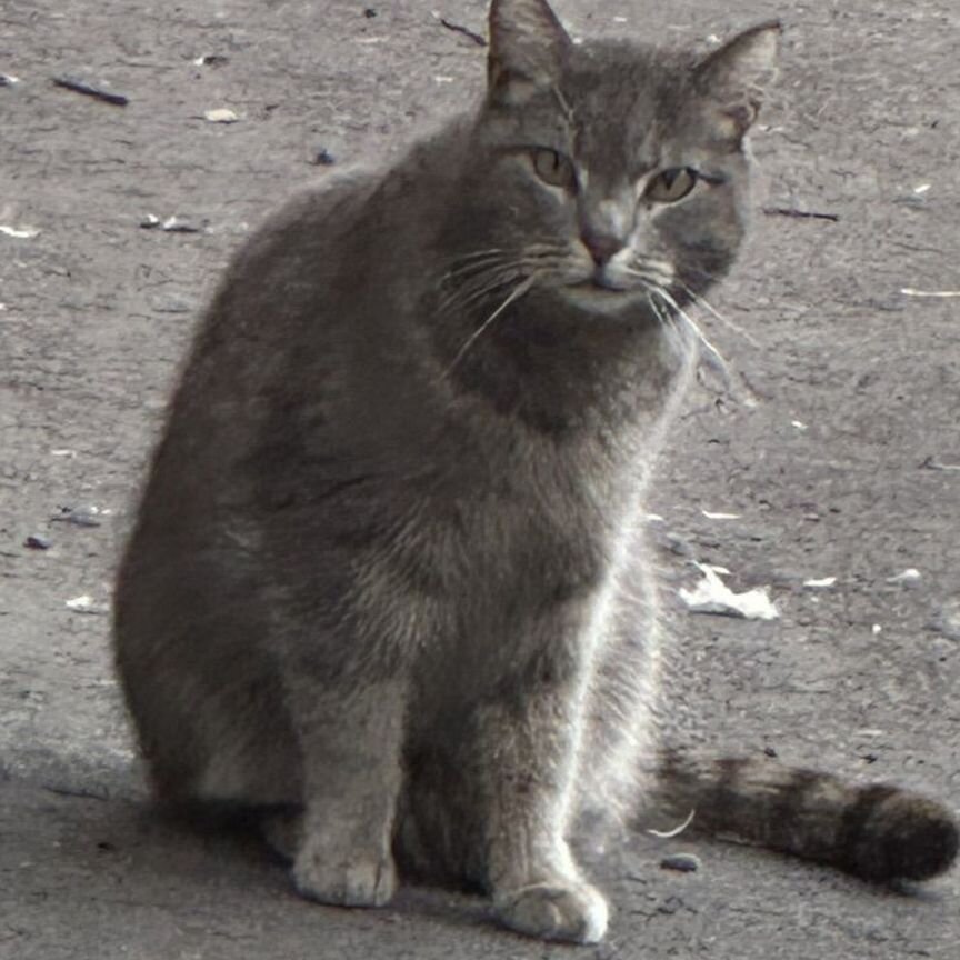 Взрослая, кошка в добрые руки