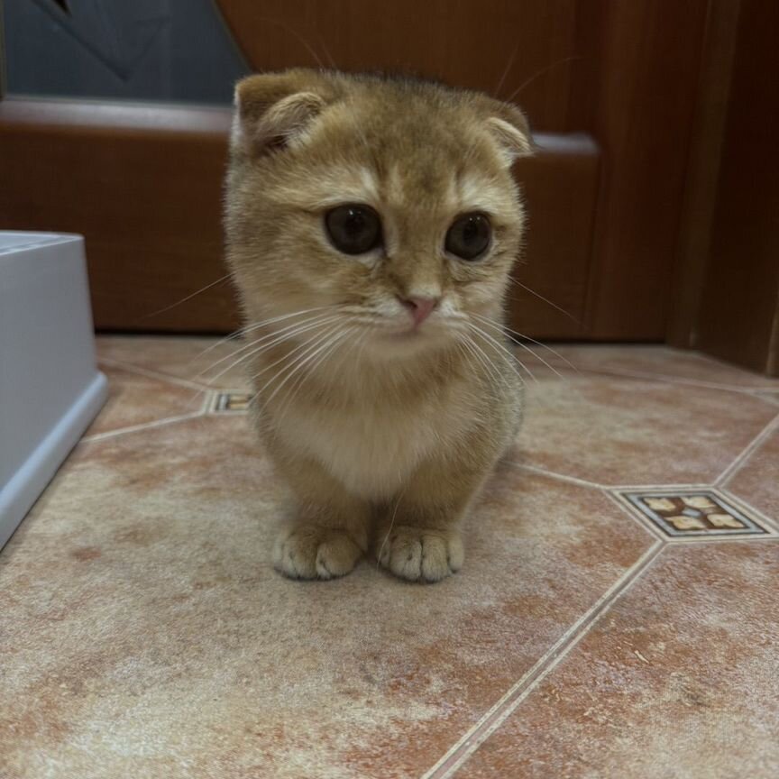 Манчкин скотиш килт