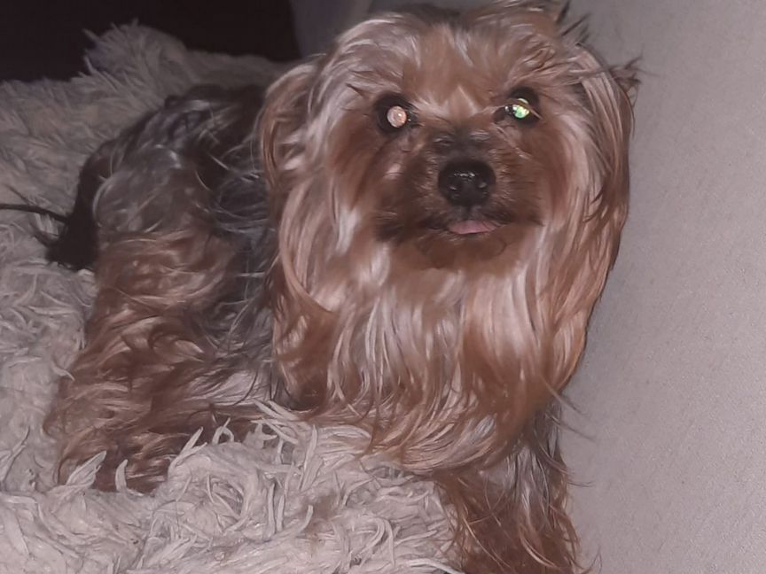 Йоркширский терьер