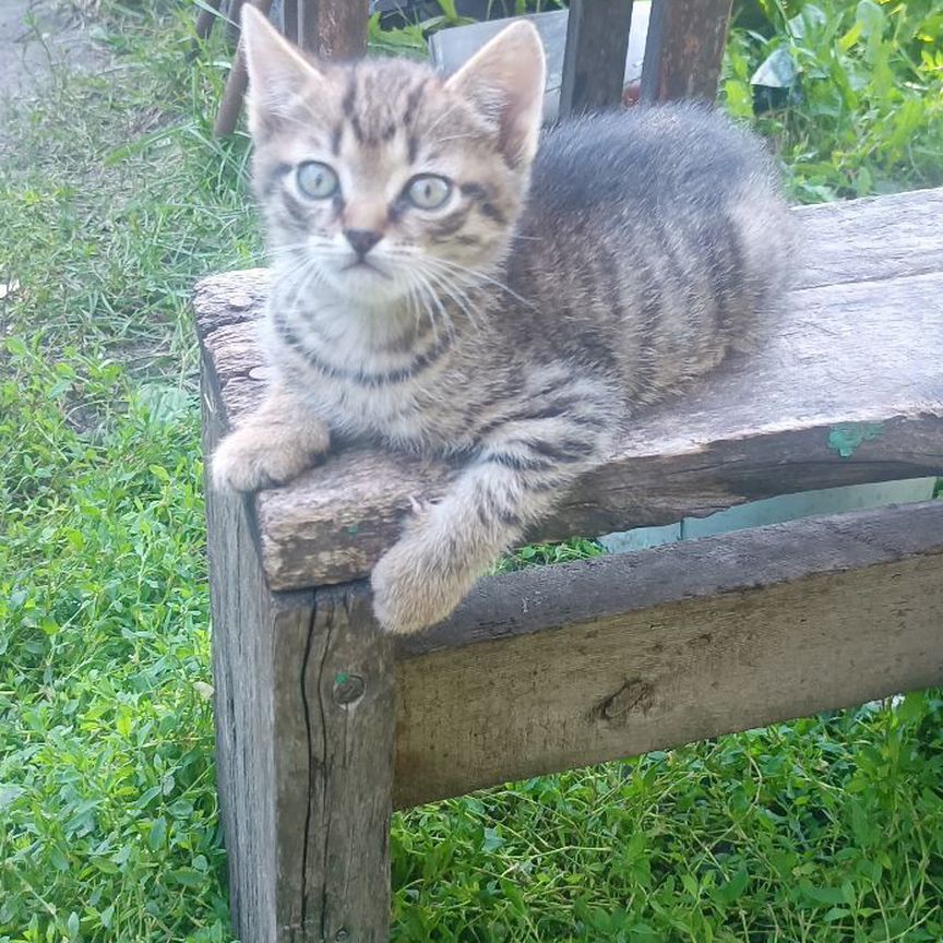 Отдам котят в добрые руки