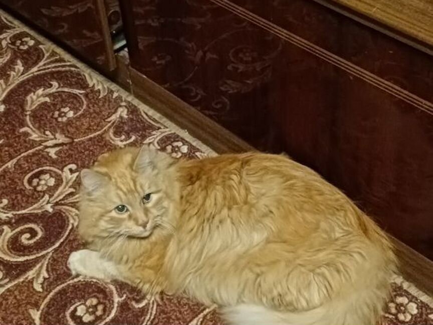 Помогите спасти котика