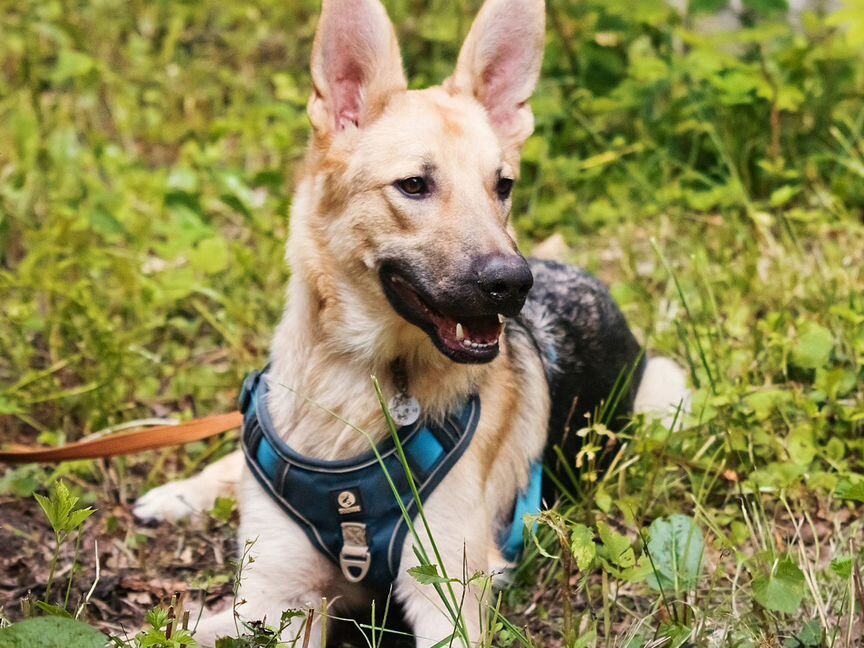 Кобель 1 год метис вео