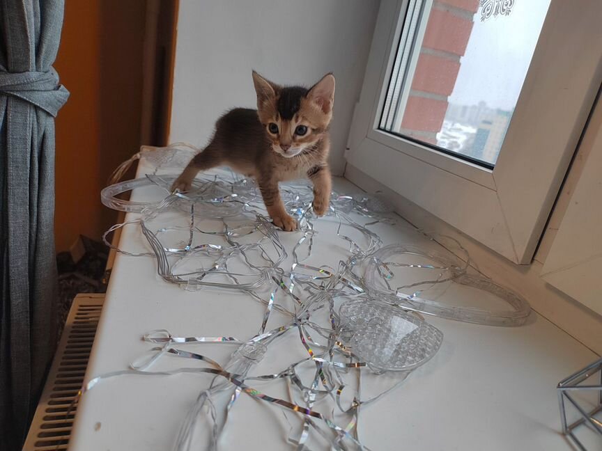 Абиссинский котенок