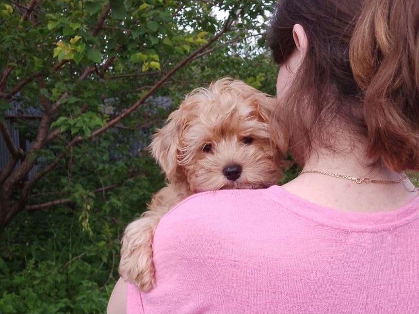 Красавчик Мальтипу F-1