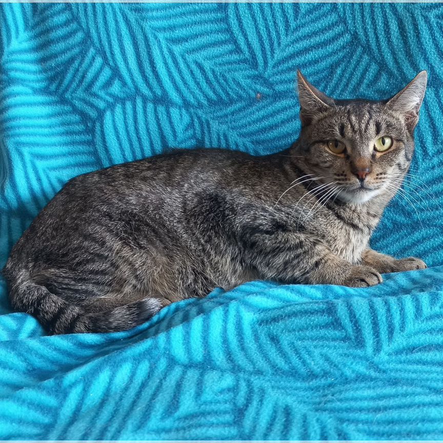 Котенок кастрированный