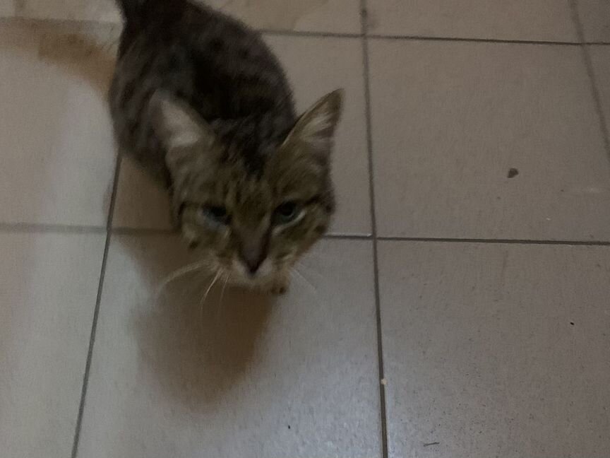 Бездомный годовалый котёнок мальчик