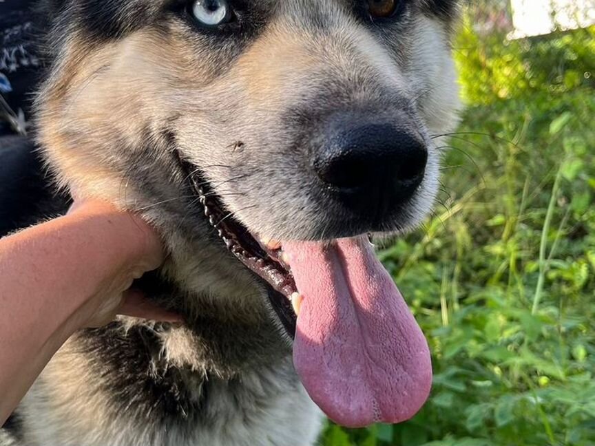 Овчарка в добрые руки