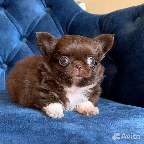 Шоколадное Совершенство Мальчишка