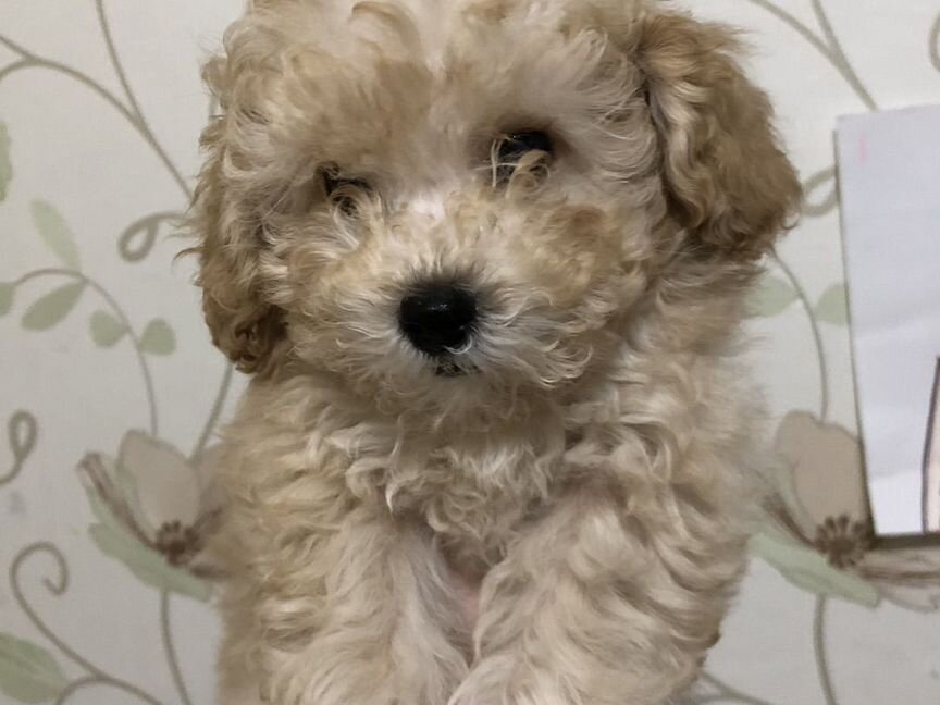 Щенки карликового пуделя