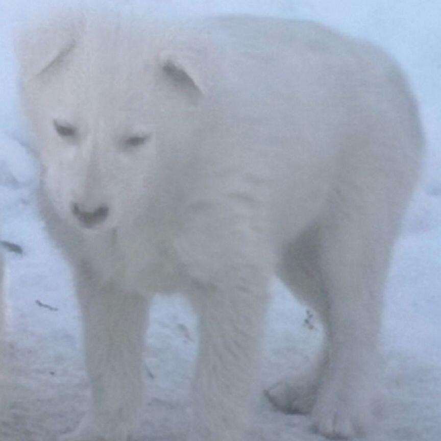 В добрые руки