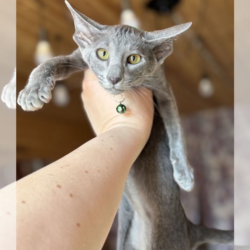 Ориентальный котёнок